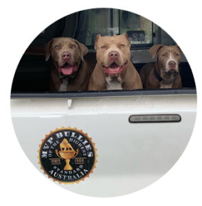 About MVP – MVP Australia – American Bullies XL