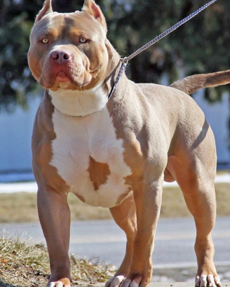 BREEDINGS – MVP Australia – American Bullies XL