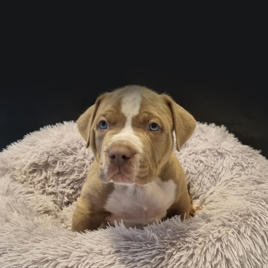 Puppies – MVP Australia – American Bullies XL Puppies – MVP Australia – American Bullies XL